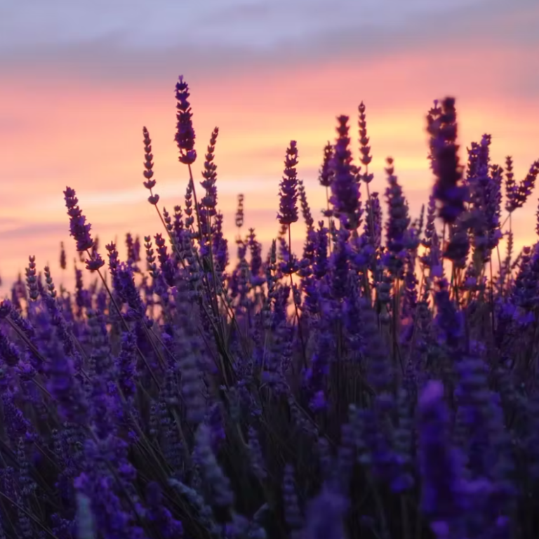 About PIMFA - Why PIMFA? - PIMFA